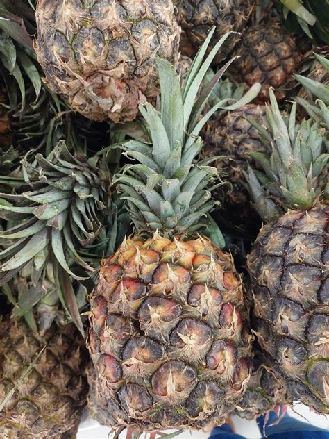 Fruit Pineapple Free Photo On Pixabay Pixabay