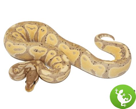 Healthy Blackhead Banana Ball Python For Sale Ultimate Reptile 2025