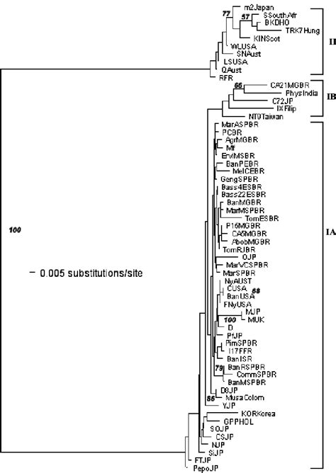 Unrooted Phylogenetic Tree Based On The Partial Coat Protein Orf Download Scientific Diagram