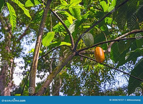 Cocoa Pods On The Tree Ripe Organic Tropical Fruit Trinidad Stock Image