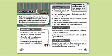 Ks1 Cockroach Fact File Twinkl