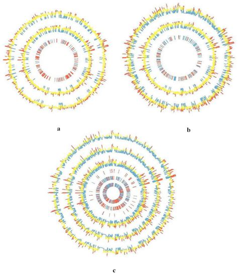 Rna Seq Based Transcriptome Analysis Of Methicillin Resistant Staphylococcus Aureus Biofilm