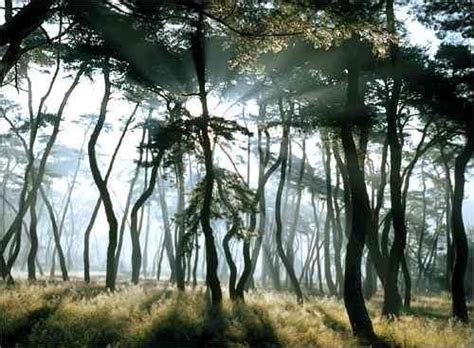 Pin by Нат on TREES Nature Mother nature Tree