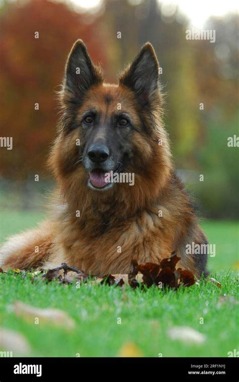 German Shepherd Bitch Portrait Fci Standard No 166 German Shepherd
