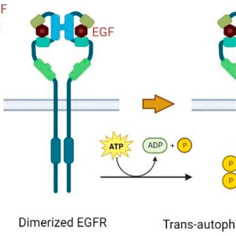The Domain Architecture Of Egfr And Schematic Representation Of Egfr Download Scientific