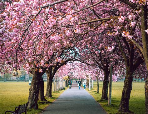 6 Of The Very Best Walks In Edinburgh To Spot Cherry Blossoms Secret