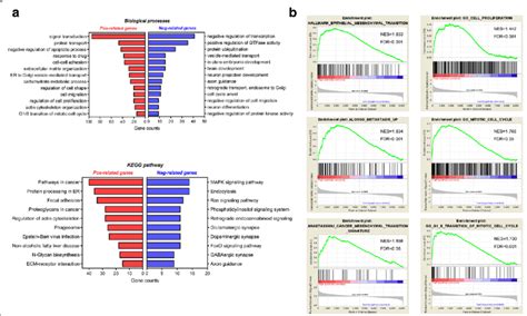 Pathway Analysis Of Tagln2 And Co Regulated Genes A Correlation
