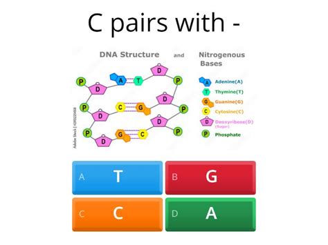 Dna Structure Quiz