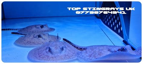 Hystrix Stingray Male Hystrix Stingrays Stingrays Uk Based