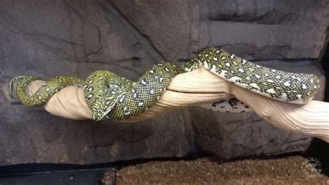 Diamond Python Jenbert Pythons