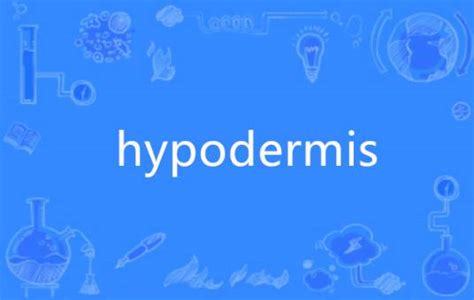 Hypodermis 百度百科