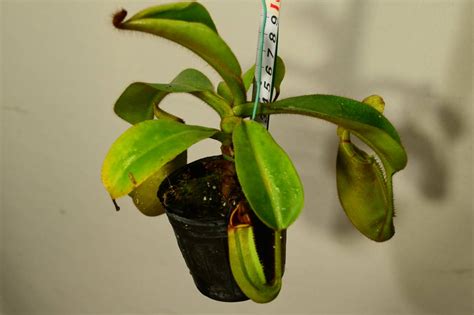 A39 Nepenthes Vietchii Barioensis Kishino 食虫植物 原種 ウツボカズラ R4 0928 ラン