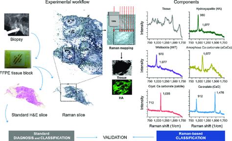 Experimental Workflow And Components Overview Of The Experimental