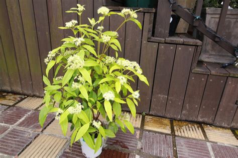 44割引ホワイト系新作ウエア レモンマートル 植物 観葉植物 インテリア小物ホワイト系 PAFTAMAG BILKENT EDU TR