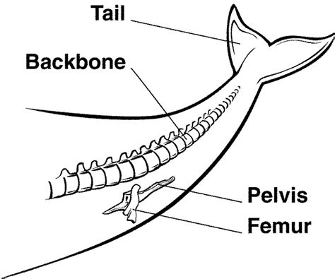 Vestigial Organs Definition Examples Studiousguy