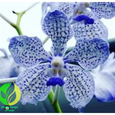 Jual BUNGA ANGGREK DENDROBIUM BLUE EYES TANAMAN HIAS POHON SEEDLING ANGGREK DENDROBIUM
