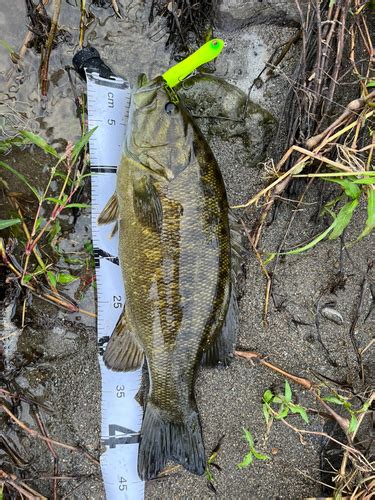 イマカツimakatsu タライロン90タライロン90 アングラーズ 釣果500万件の魚釣り情報サイト