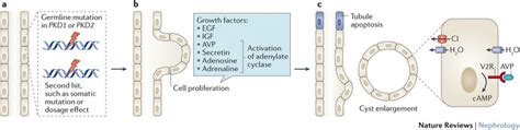 The Formation And Expansion Of A Tubule Cyst A Germline Mutations In