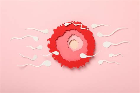 Premium Photo Fertilization Concept Ovulation Period Sperm And Egg