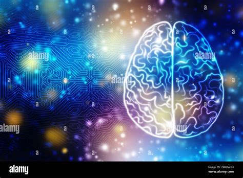 Human Brain 2d Illustration Digital Illustration Of Human Brain Structure Creative Brain