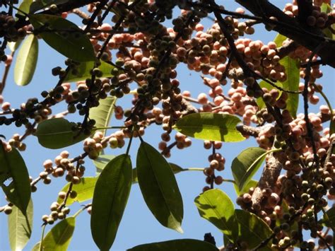 Ficus Eflora Of India