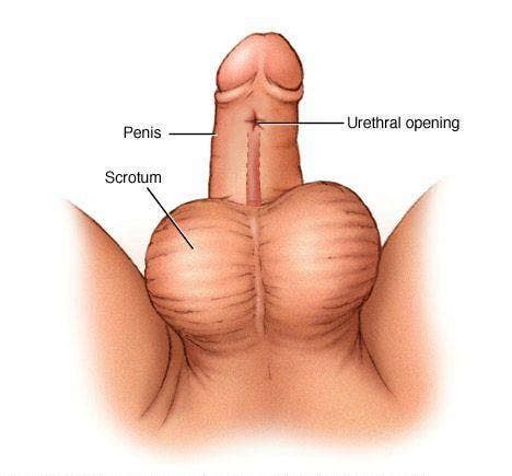 What The Perfect Penis Looks Like According To Women Yourtango
