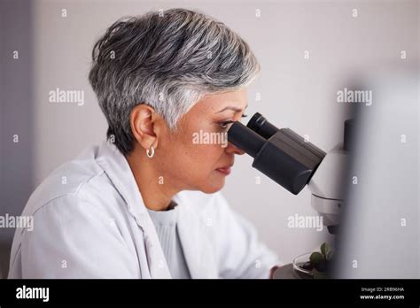 Senior Scientist Woman And Microscope Analysis Of Data And Medical