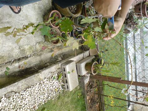 Terajubintang7 Anggur Pemangkasan Pruning Untuk Pembungaan And Pembuahan