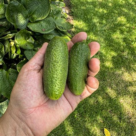 Adam Cucumber Organic F1 Hybrid 48 Days Pinetree Garden Seeds