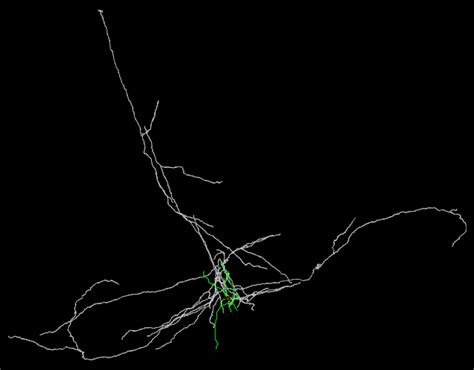 Detailed Cell Information Fig