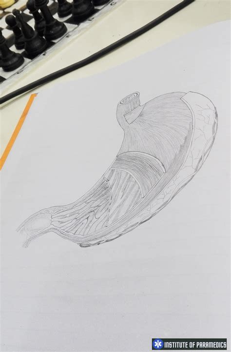 How To Draw A Stomach In 12 Steps A Beginner Friendly Anatomy Guide