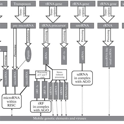 Functional Dualism Of Noncoding RNAs LncRNA Long Noncoding RNA