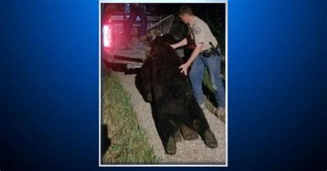 I Saw The Bear About 10 Feet Away And I Shot It Man Kills Bear That