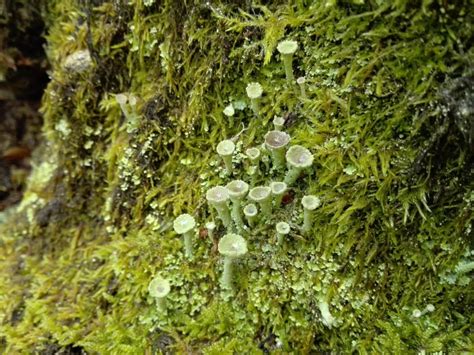 Shrek Ears Rmosses