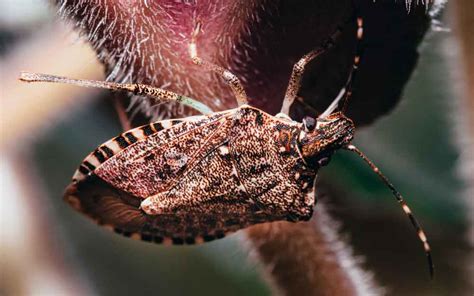 Effective Pest Control How To Get Rid Of Stink Bug Infestations