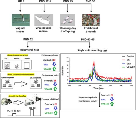 Sex Difference In Cognitive Behavioral Alterations And Barrel Cortex Neuronal Responses In Rats