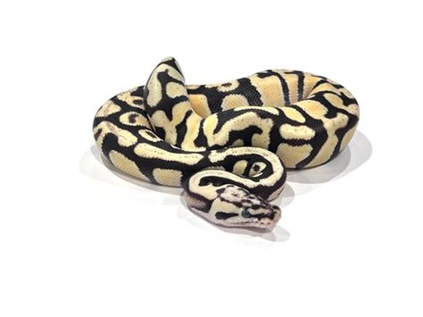 Disco Enchi Pastel Th Desert Ghost Clown Vpi Axanthic Ball Python By