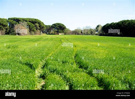 A Sun Drenched Grassy Field With Two Distinct Gravel Paths Traversing
