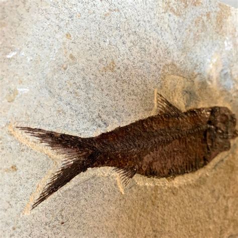 Diplomystus Dentatus Fish Fossil Peace Love Crystals