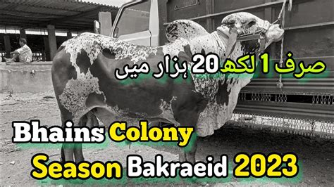 Bhains Colony Cow Mandicattle Rates Updates Bakra Eid 2023 Youtube