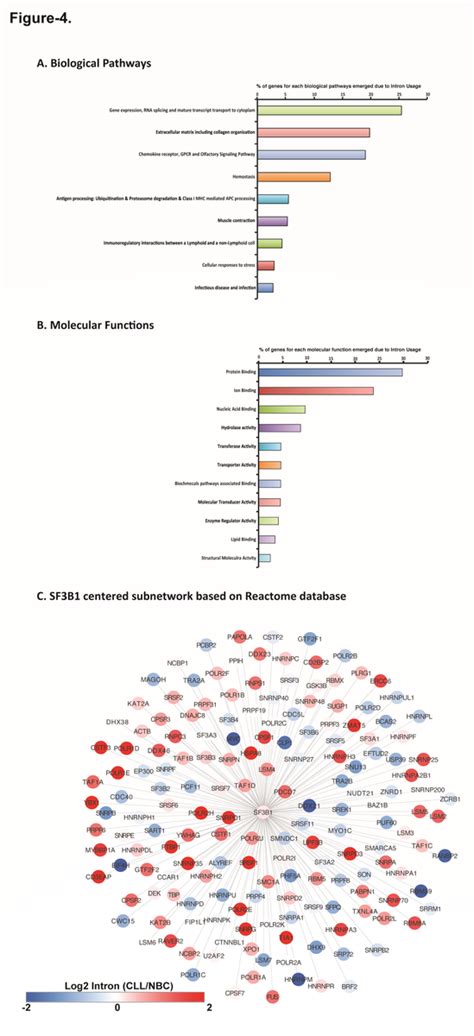Biological Pathway Molecular Functions And Network Analysis Based On