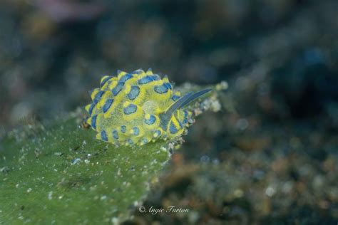 Sea Slug Album On Imgur