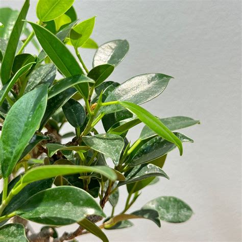 All Products 所有產品 盆景星球 Bonsai Planet