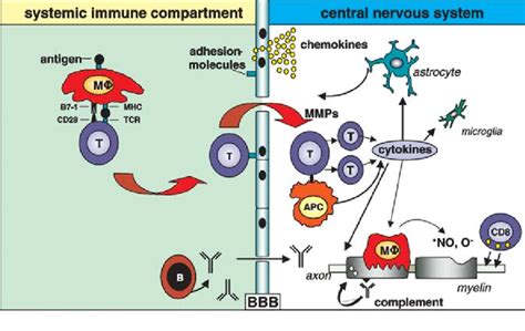 Schematic Representation Of The Pathogenesis Of Multiple Sclerosis Apc