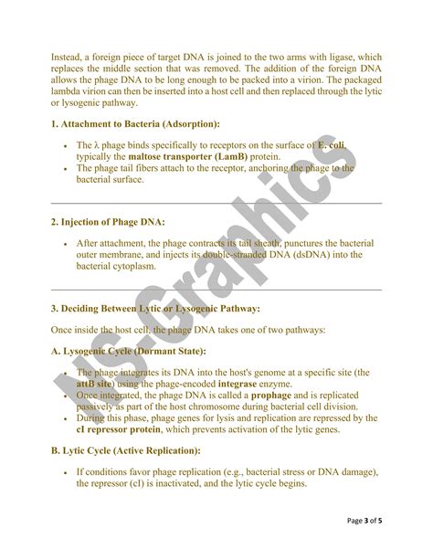 Bacteriophage Vectors Lamda Phage Vector Pdf