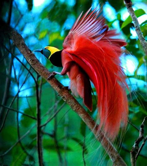 天堂鸟（极乐鸟） — 给面小站