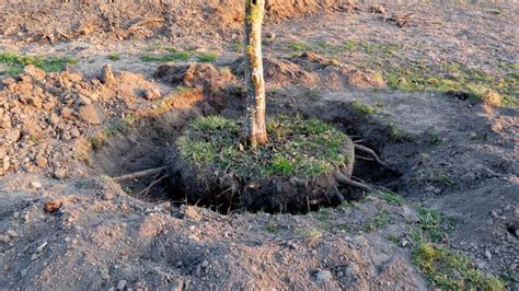 The Science Behind Tree Transplant Shock And Prevention Tips