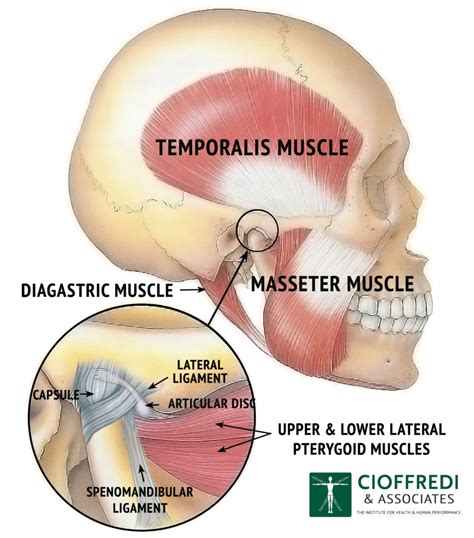 Treating Tmj Cioffredi And Associates