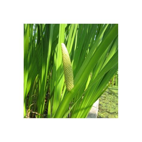 Acorus Calamus Sweet Flag Pond From Pond Planet Ltd Uk