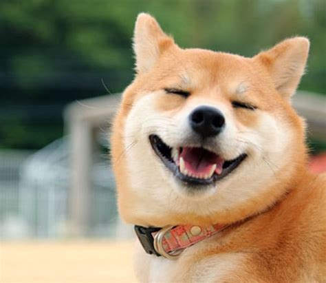 Why Are Shiba Inus So Stubborn